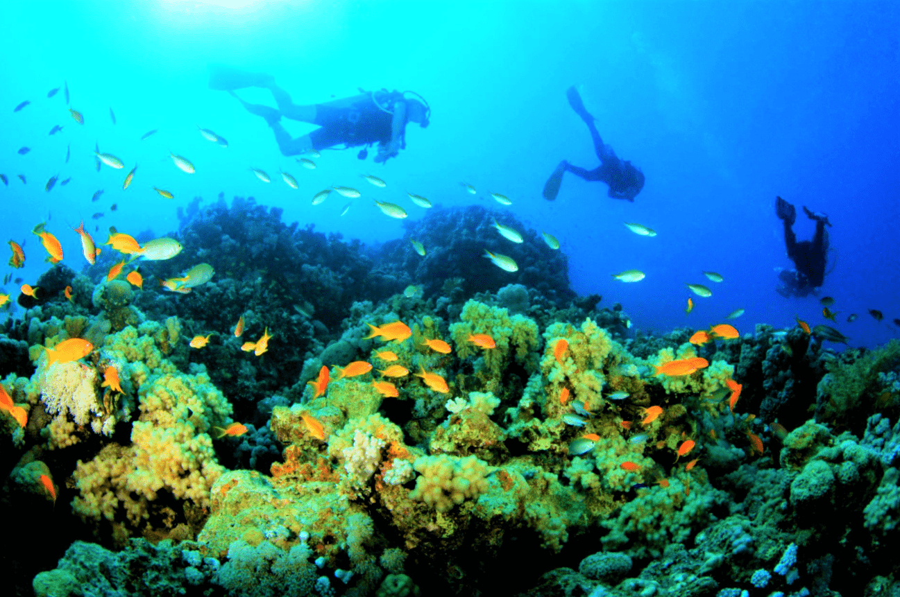 Find the Best Scuba Diving in Andaman | Andaman Island