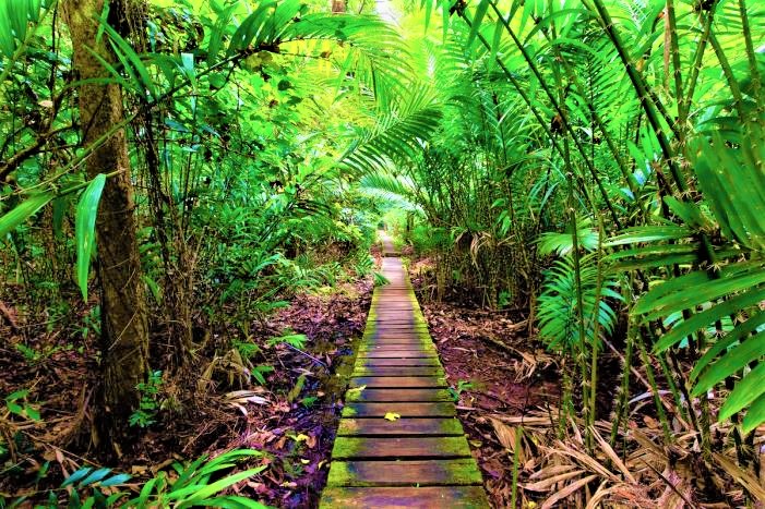 Trekking at Mayabunder Island, Book Trekking Tour Packages in ...