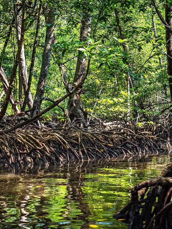 Places to Visit in Baratang Island, How to Reach Baratang Island ...